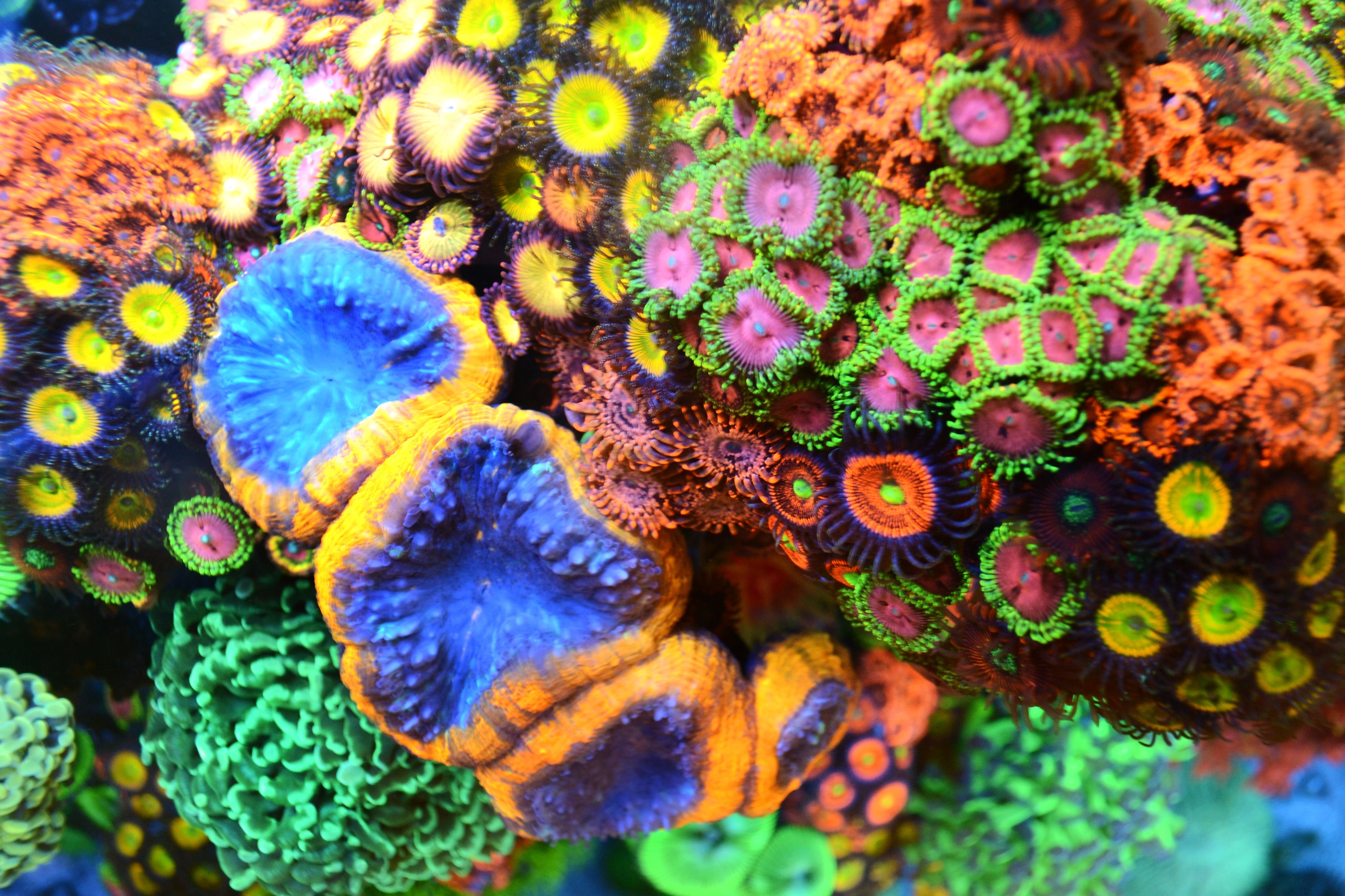 All Corals – Bright Corals