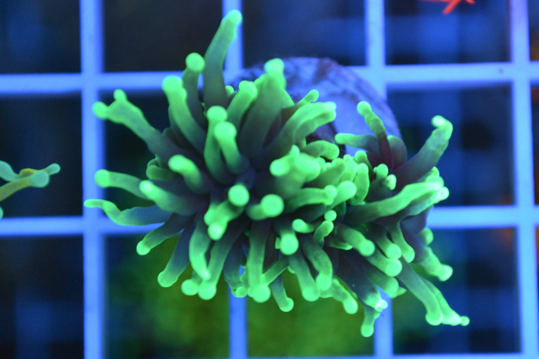 Green Torch – Bright Corals