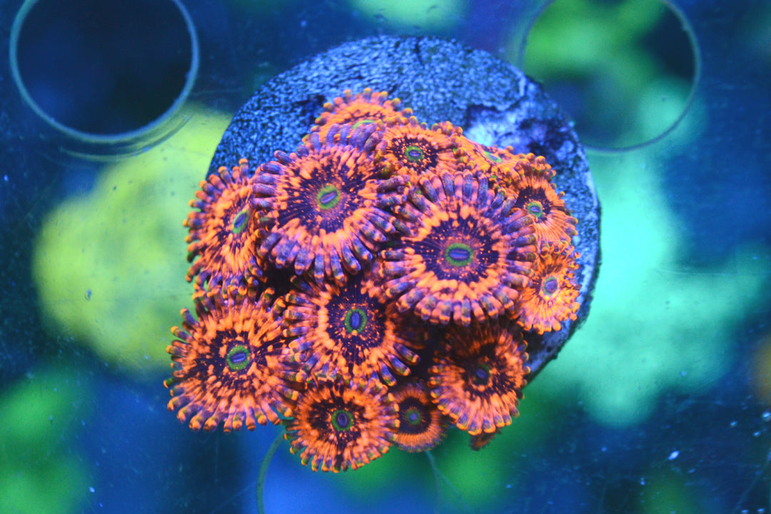Eye of Sauron (Large Frag - Not WYSIWYG) – Bright Corals