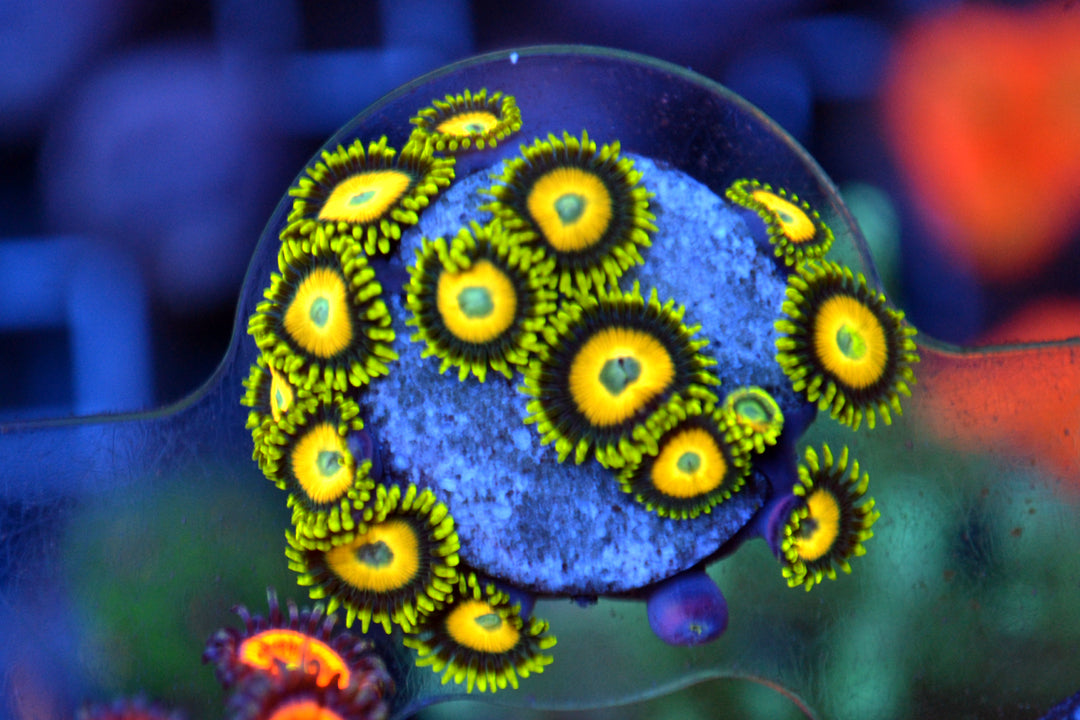Scrambled Egg (Large Frag - Not WYSIWYG) – Bright Corals